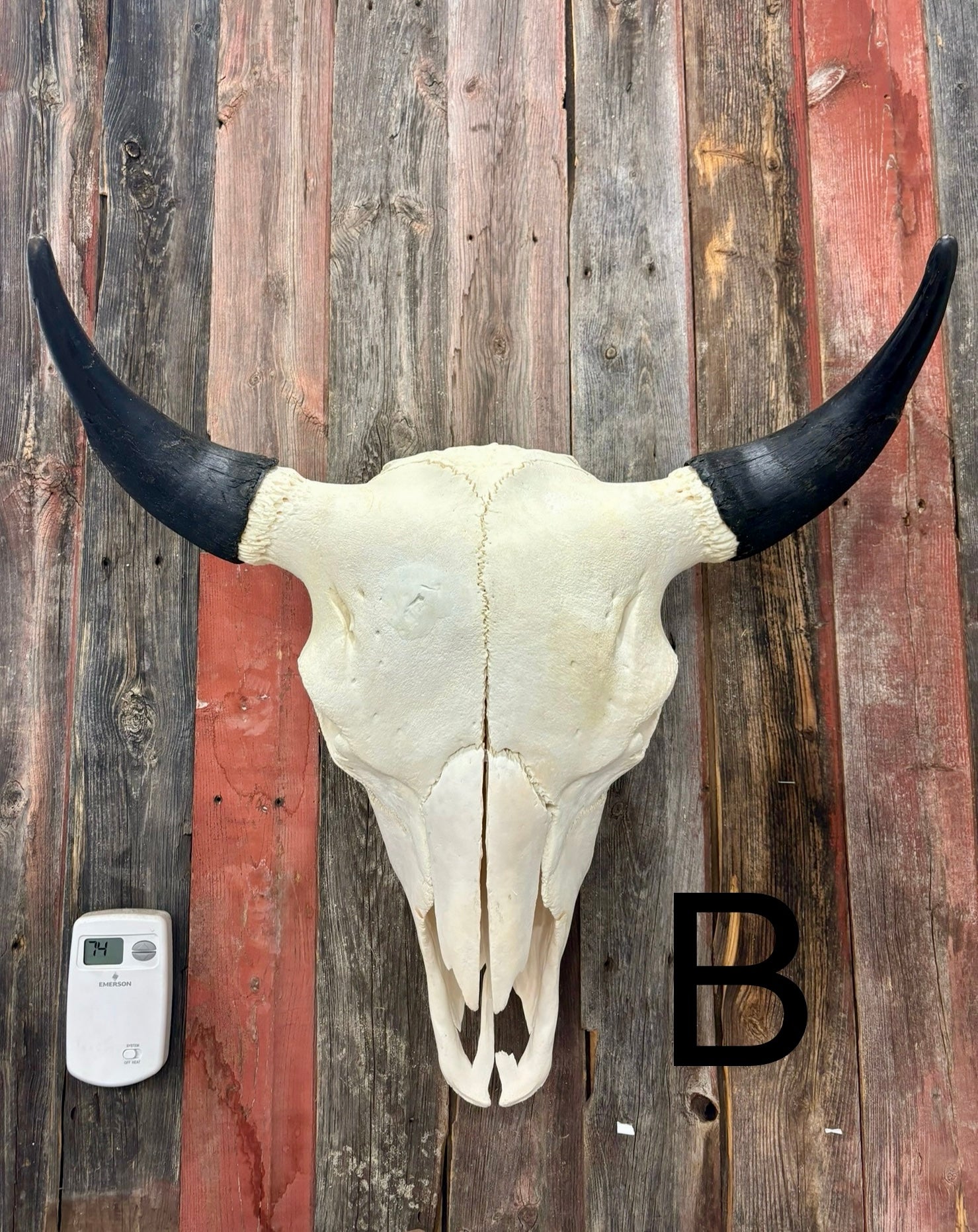 Finished Bison Skull – Bison Ridge Farms