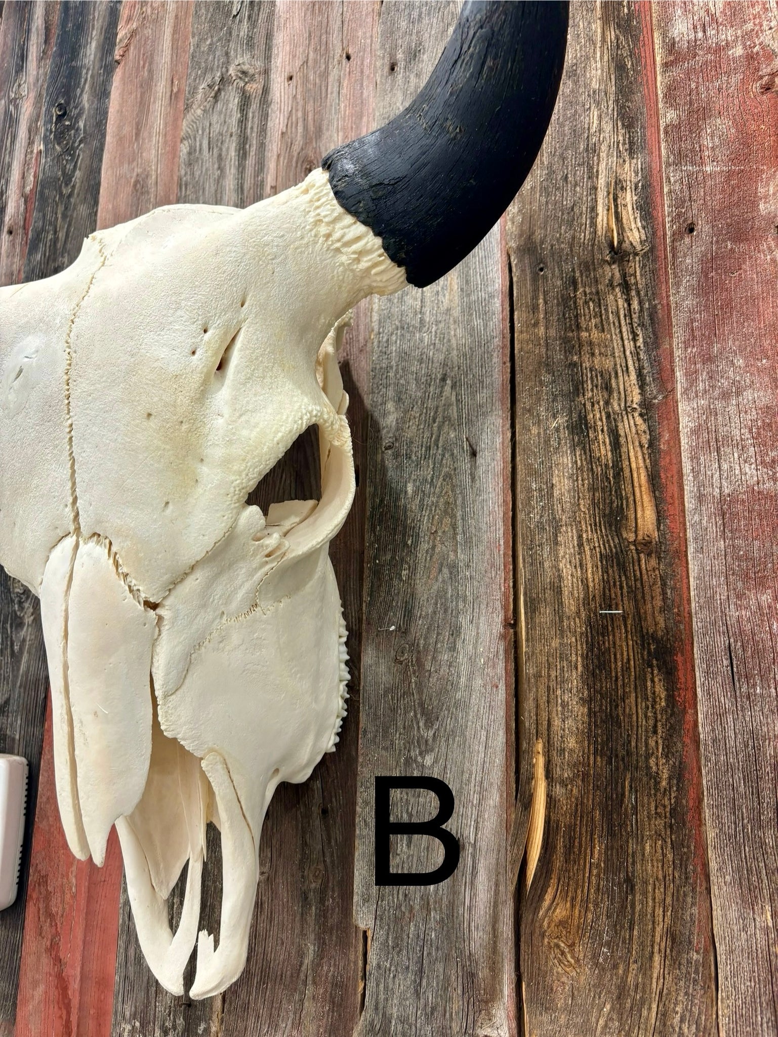 Finished Bison Skull – Bison Ridge Farms