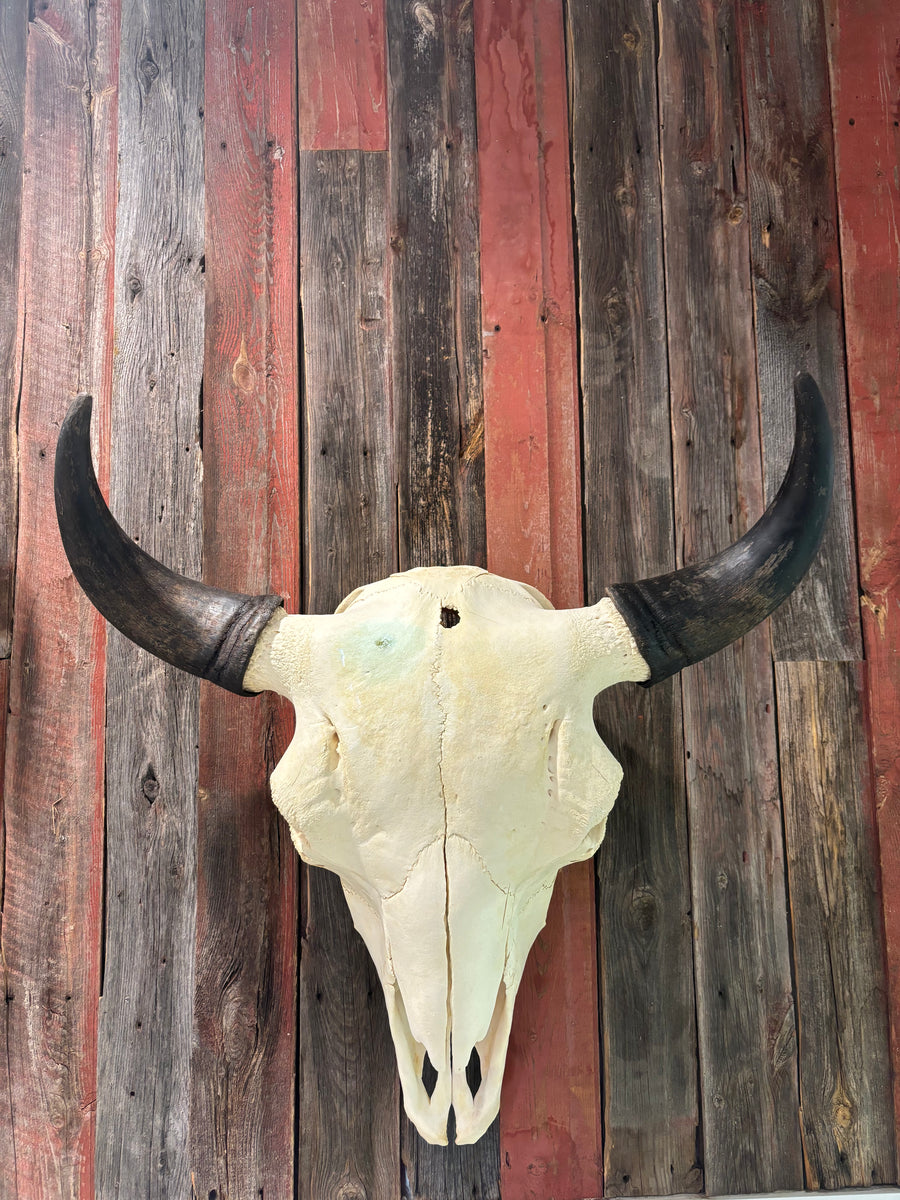 Finished Bison Skull – Bison Ridge Farms
