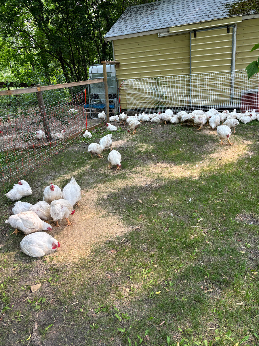 Whole Chicken – Bison Ridge Farms