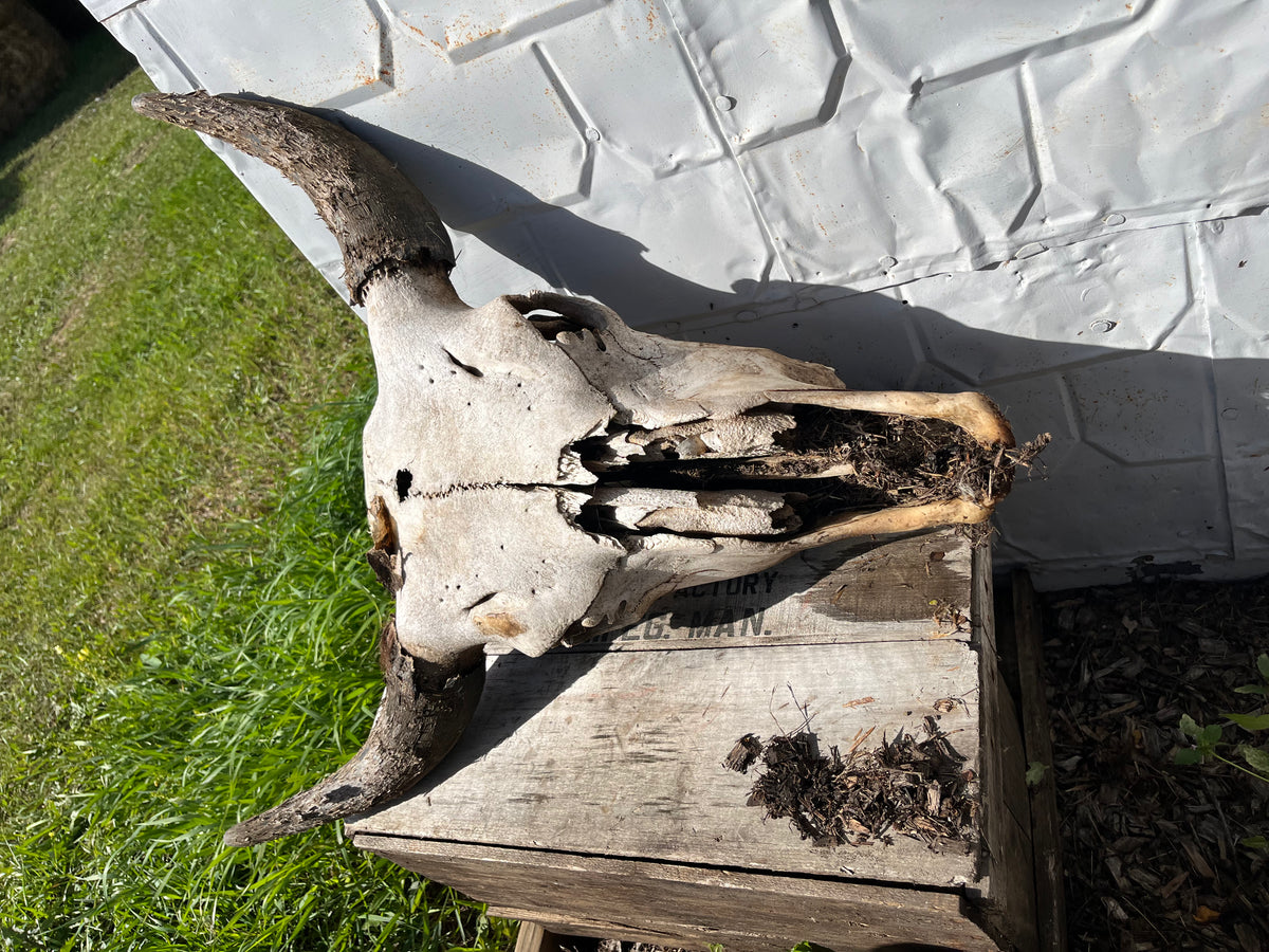 Bison Skull – Bison Ridge Farms